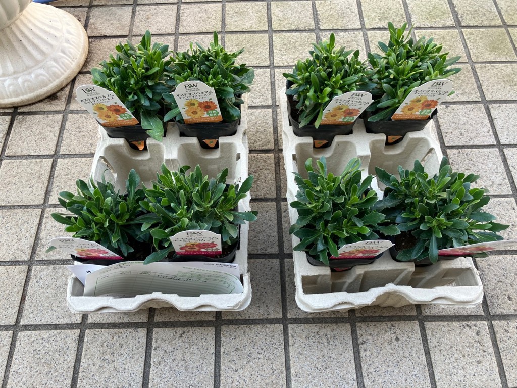 オステオスペルマム キャンディフィールズ 2種セット 4株（2種×2株）1組の口コミ一覧 | リアルな口コミ・公式サイトのレビューならReviCoポータル