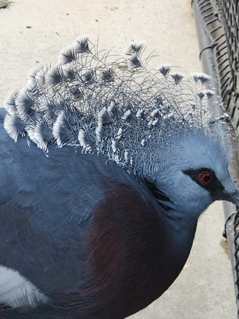 【KIDS】チェリー柄ショートパンツの口コミ一覧 | リアルな口コミ・公式サイトのレビューならReviCoポータル