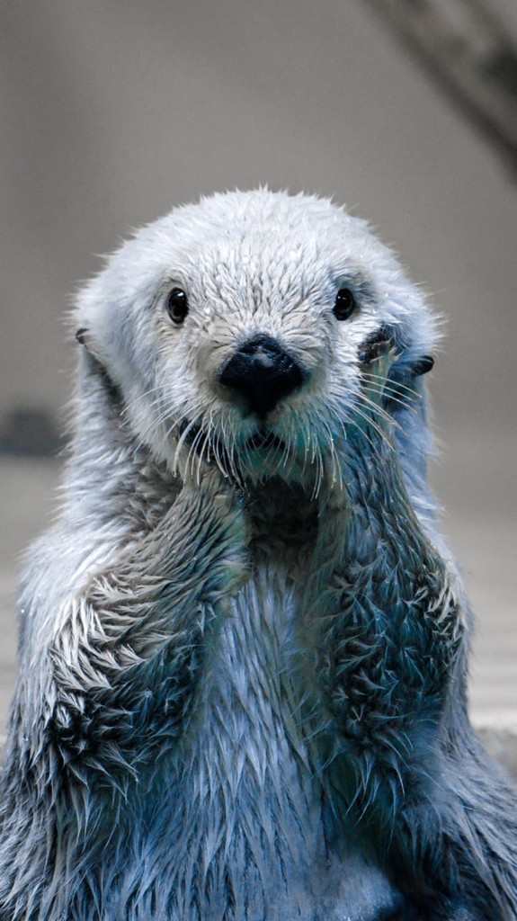 トイプードルジャガードショートパンツの口コミ一覧 | リアルな口コミ・公式サイトのレビューならReviCoポータル