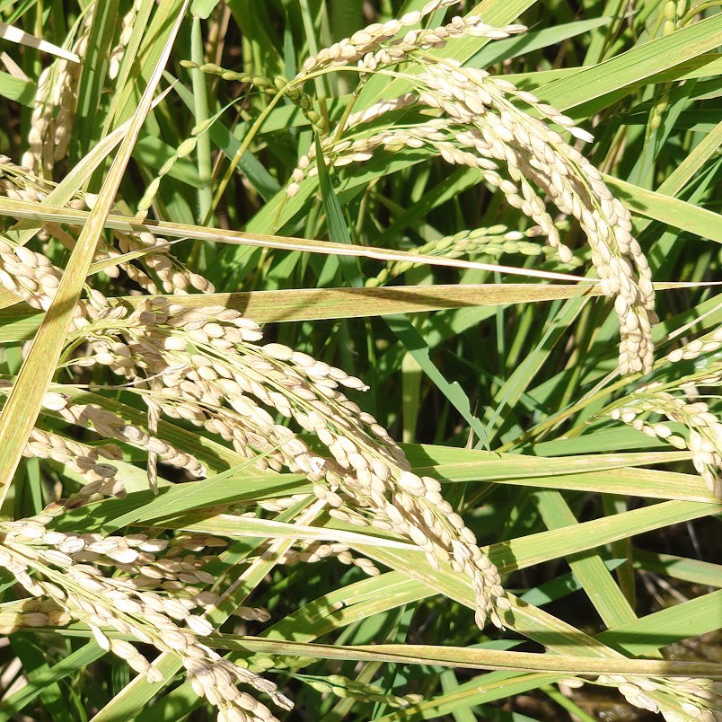 コーデュラ ウォーム ストレッチ ジャケットの口コミ一覧 | リアルな口コミ・公式サイトのレビューならReviCoポータル